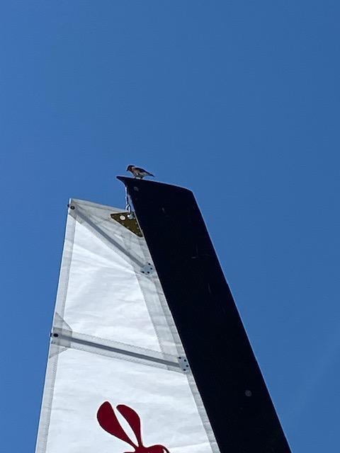 New England Ice Yacht Association